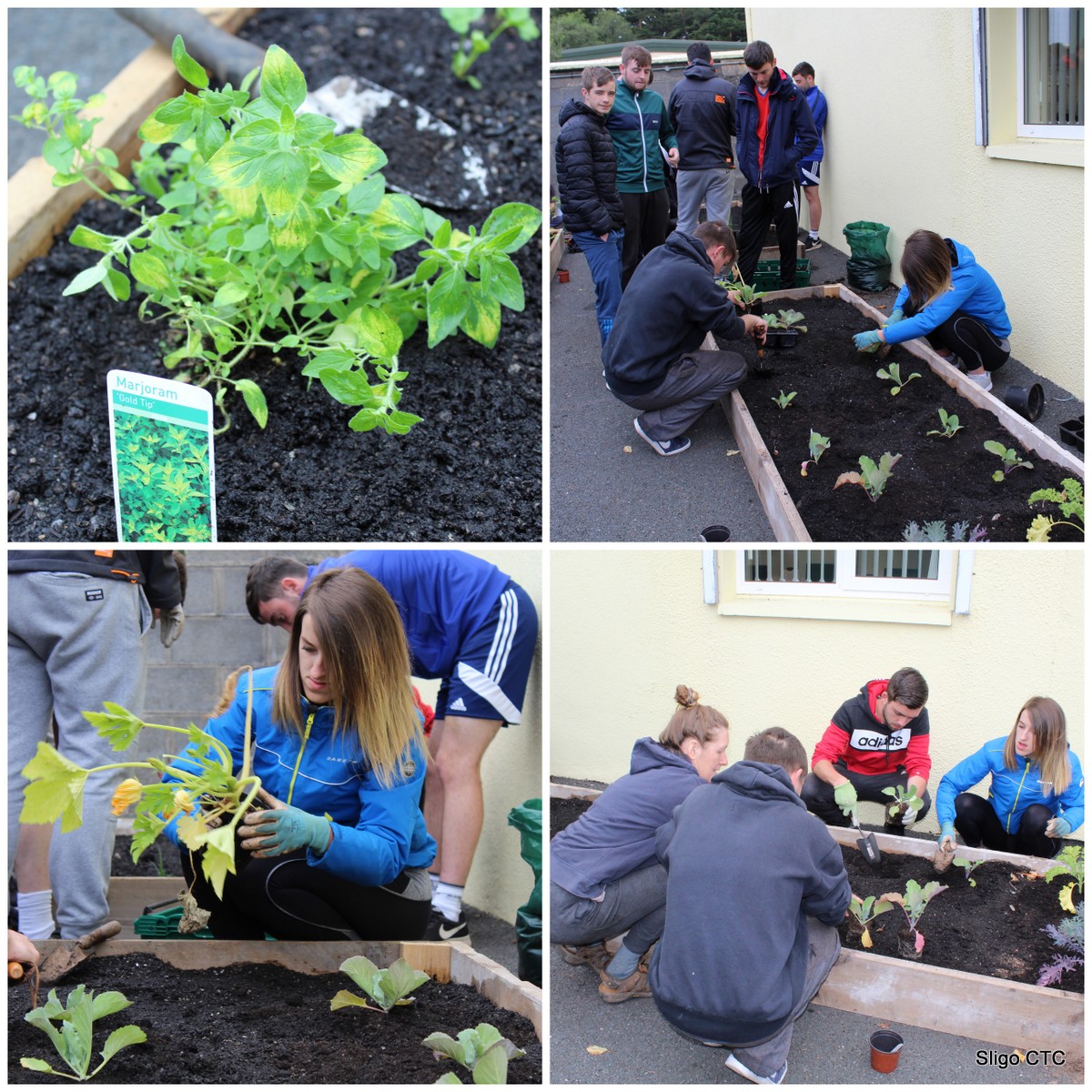 Gardening Project - Planting - Sligo Community Training Centre