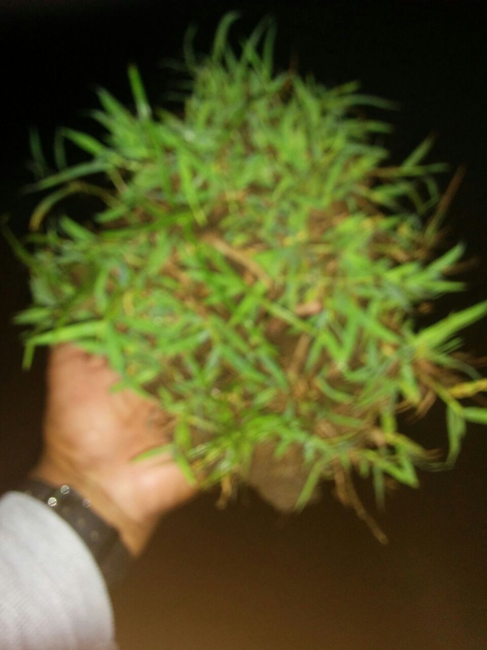 Rumput Lamuran ~ JUAL RUMPUT TAMAN DAN BIBIT RUMPUT TERNAK