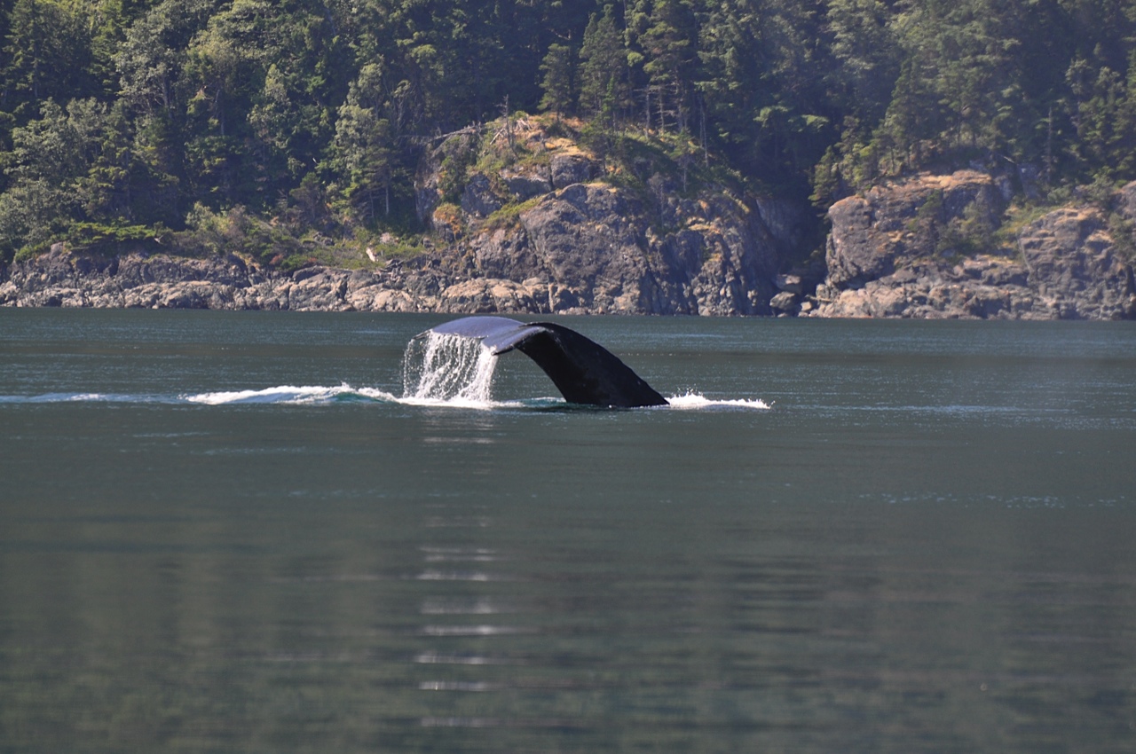 Campbell River Whale Watching and Adventure Tours: WONDERFUL SUMMER ...