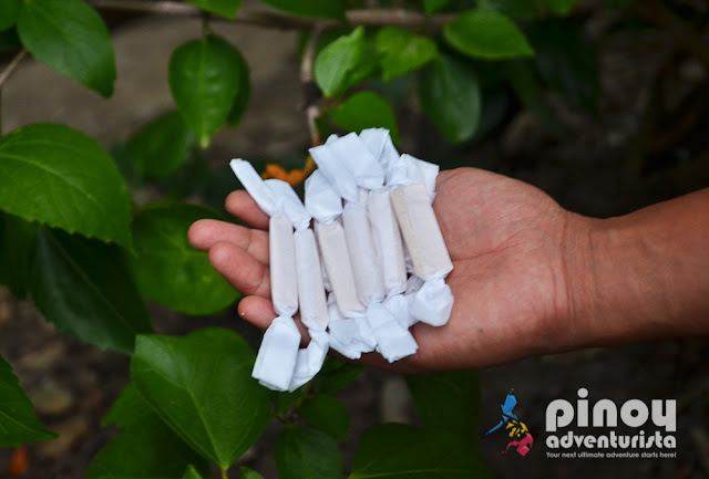 THINGS TO DO IN MASBATE: Ranch Tour at Sese Brahmans Ranch and Fazenda ...