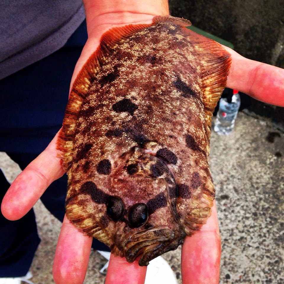 Fish Hooked: Sabiki Fishing, Samphire Hoe