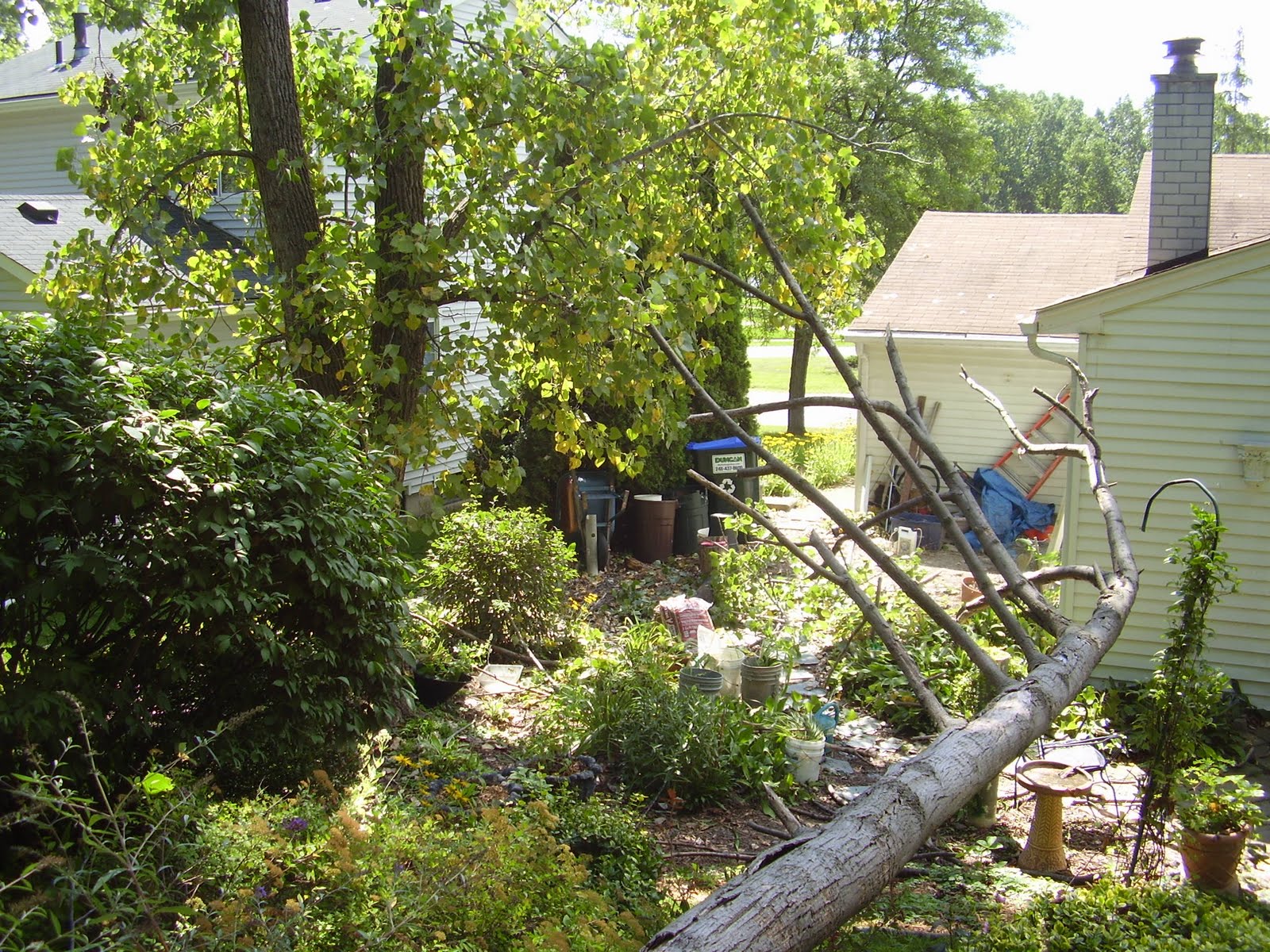 Life In Michigan: A tree fell in the woods and it made a whooshing noise