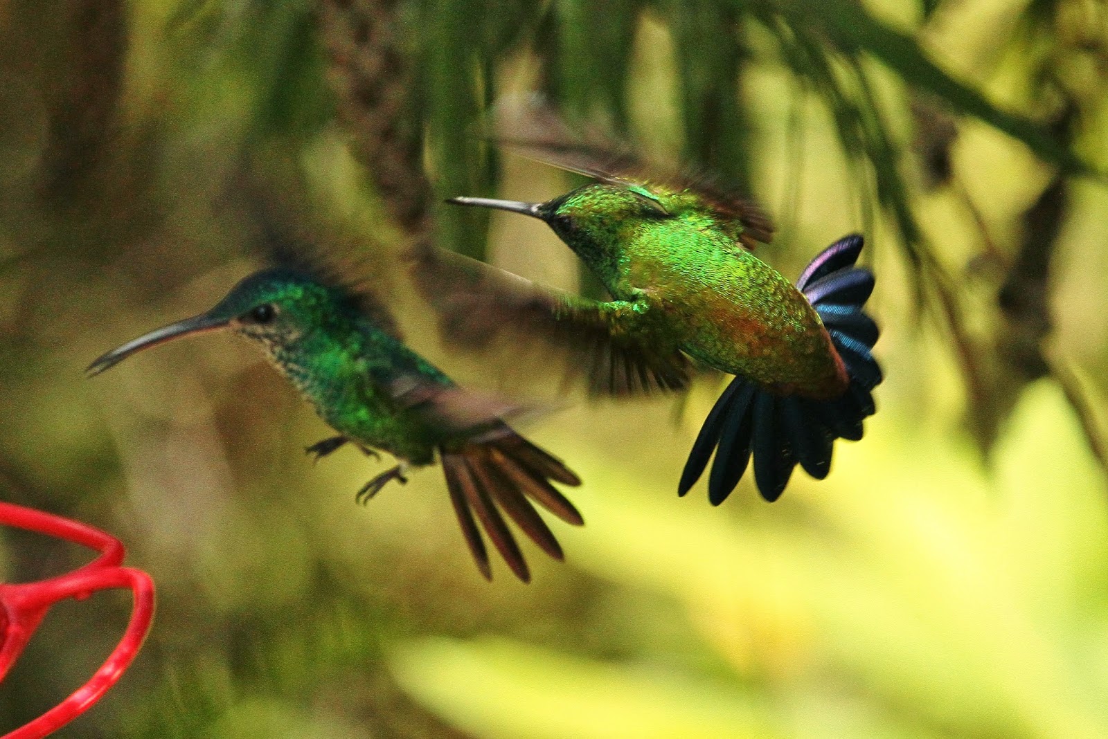 Nuestro bello mundo...: Hummingbids, Colibris, Part 5, - Pictures taken ...