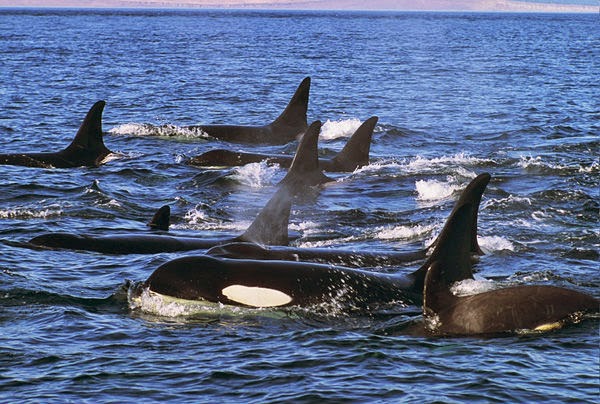 According to Nemo: Why Does a Killer Whales (Orcas) Dorsal Fin Collapse?