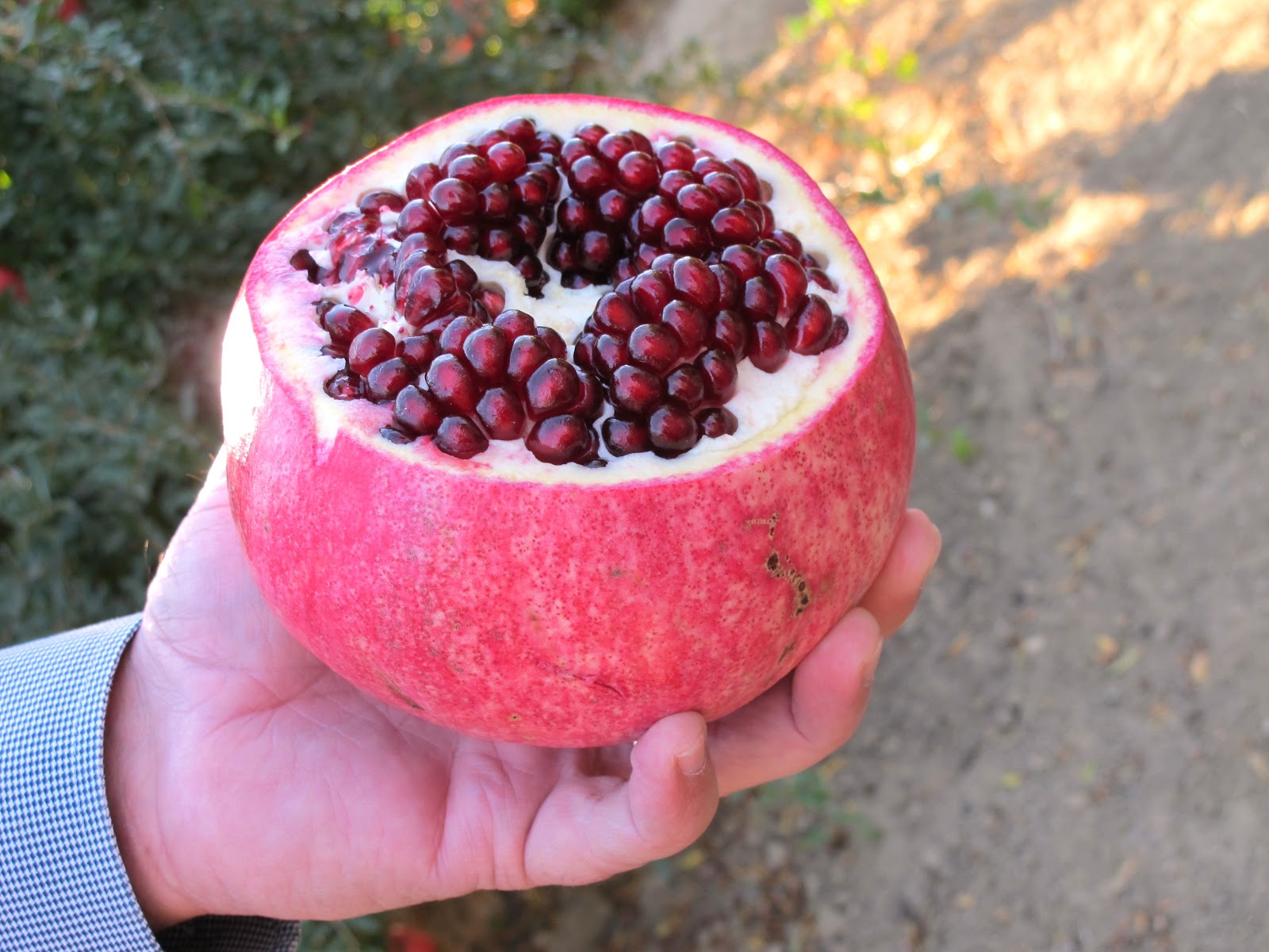 How pomegranates grow: POM Wonderful harvest tour