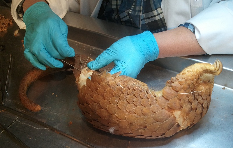 Casa Splendini: Schubdiertje