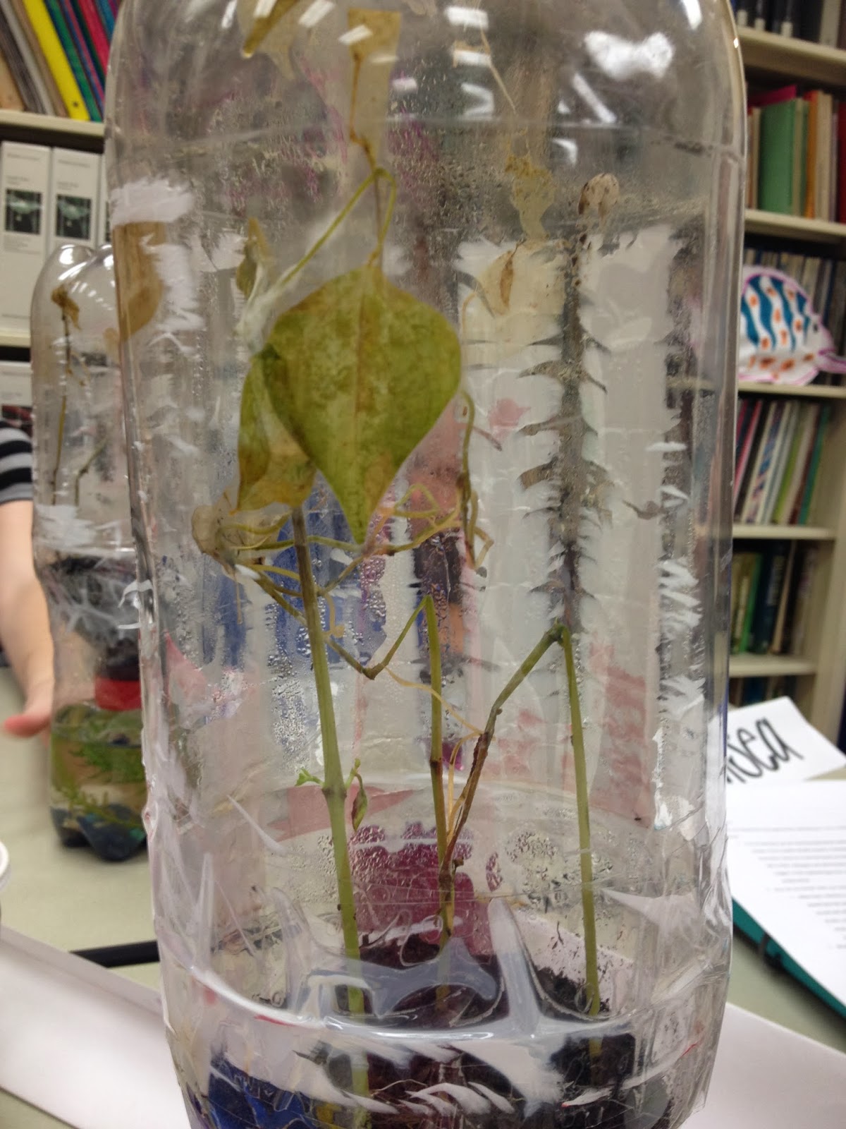 Ecosystem in a Bottle: Ecosystem in a Bottle: Week 10