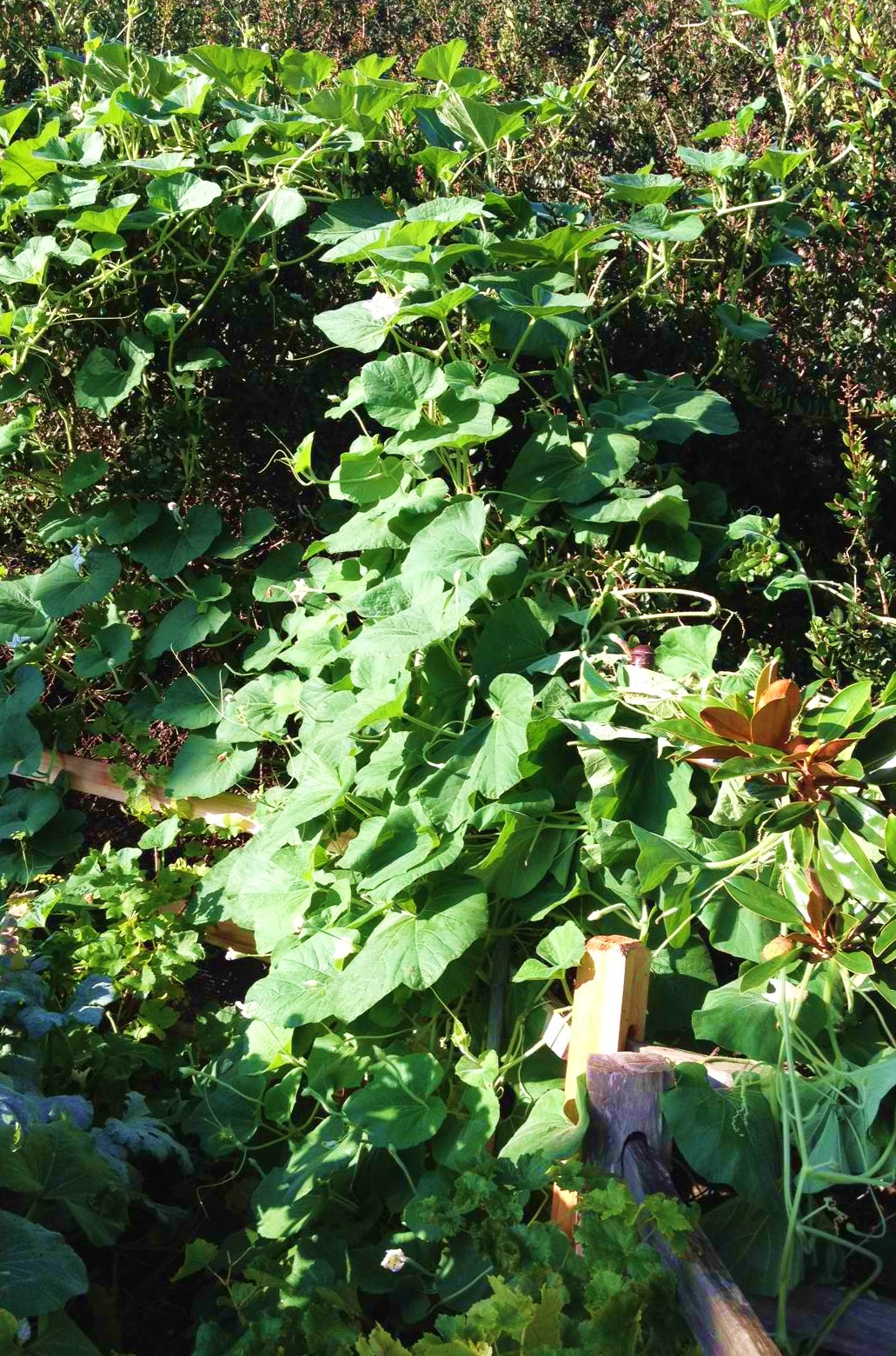 Sicily: Cuisine, Culture and Tradition: Cucuzza Siciliana… Comfort Food ...