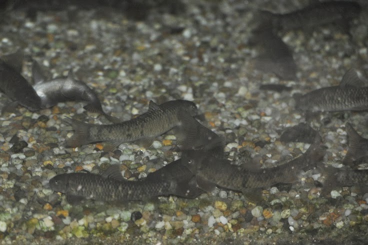 ZOOTOGRAFIANDO (6.100 ANIMALS): PEZ DOCTOR / DOCTOR FISH (Garra rufa)
