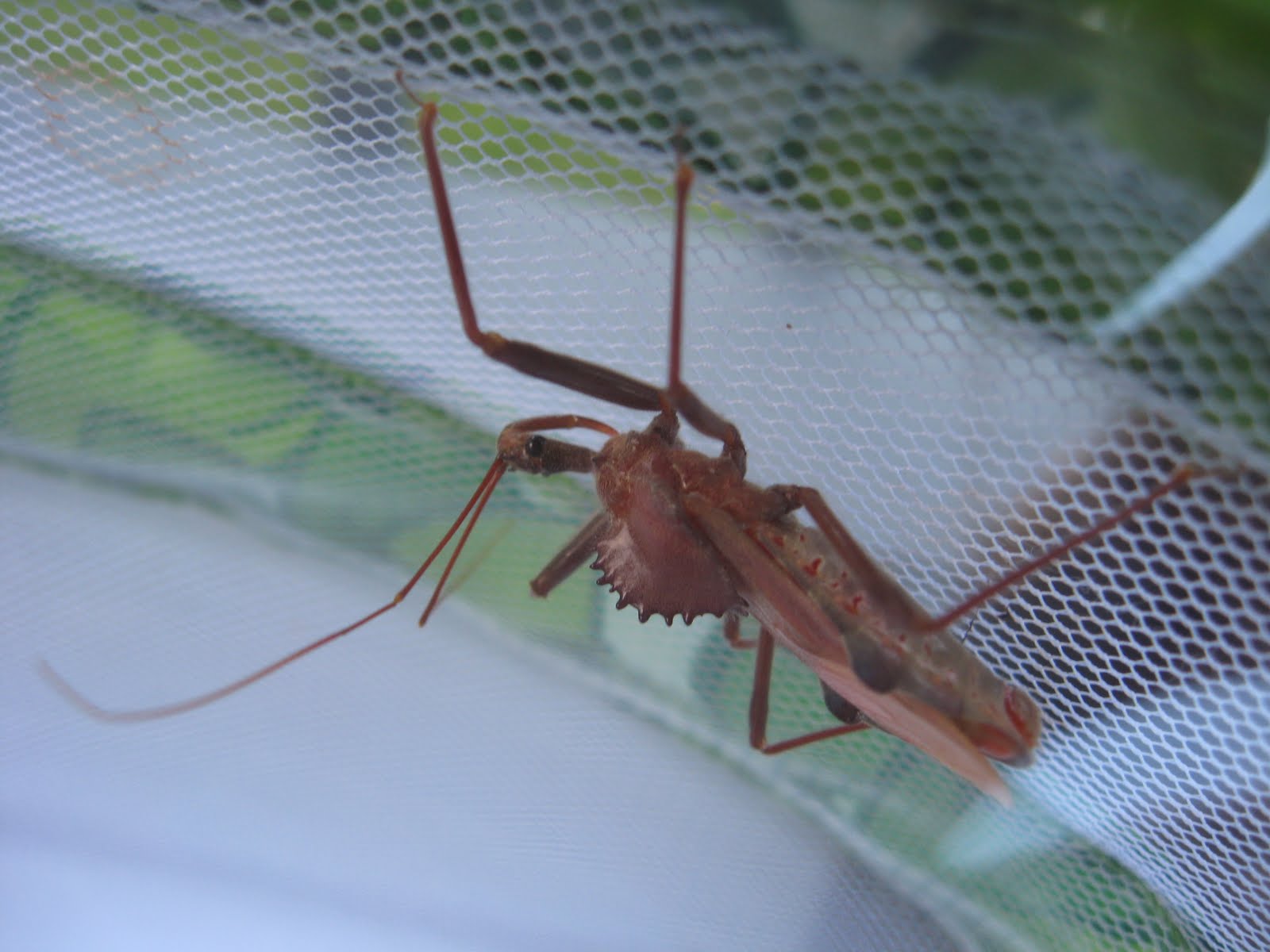Normal Biology: The Wheel Bug Emerges