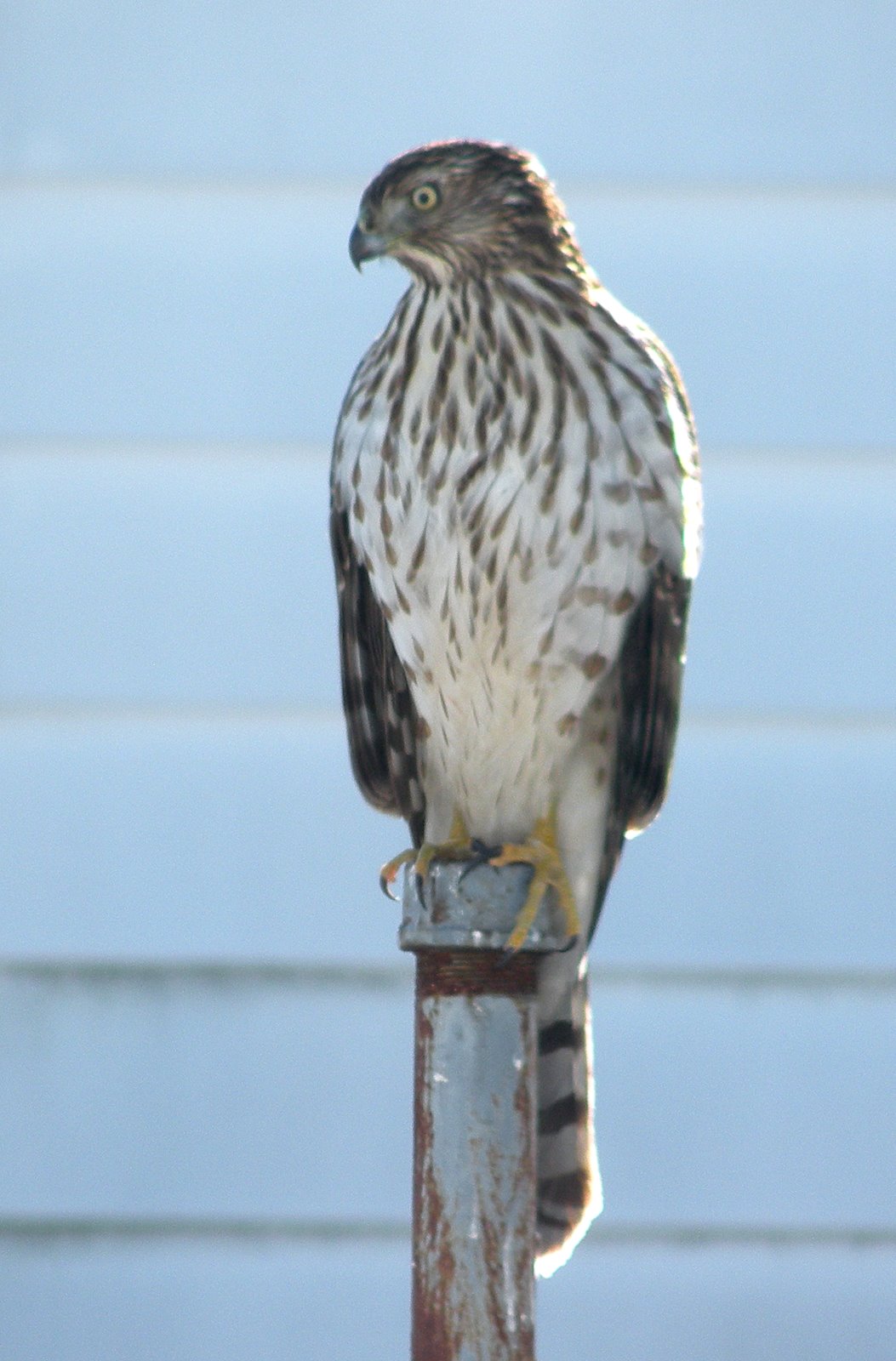 NJ Bird Photos: Birds of New Jersey: March 6, 2011