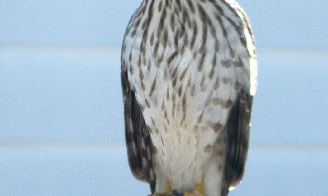 NJ Bird Photos: Birds of New Jersey: Hawk: Photo by Len