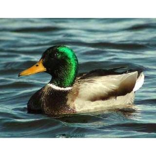 Aves Exóticas en Venezuela: Aves Acuaticas: Patos