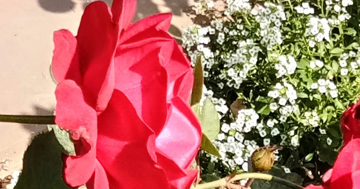 National Flower of United Kingdom Britain