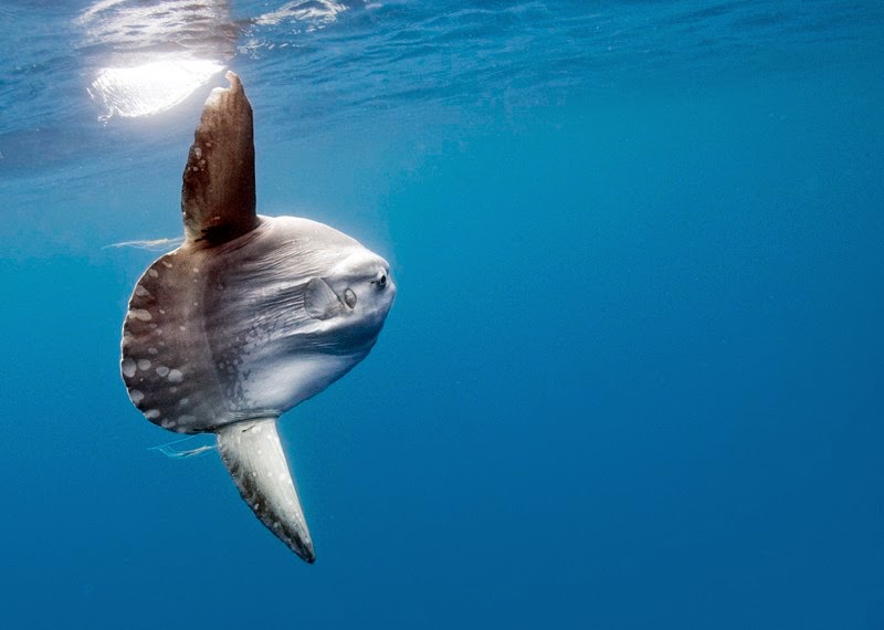 No Mar Profundo: Fascínio por peixe-lua faz brasileiro viajar o mundo em busca da foto ideal