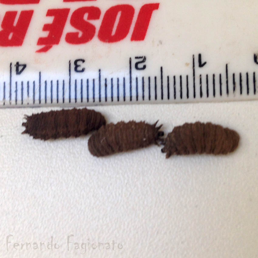 Insetologia - Identificação de insetos: Larvas de Mosca Ornidia em São ...