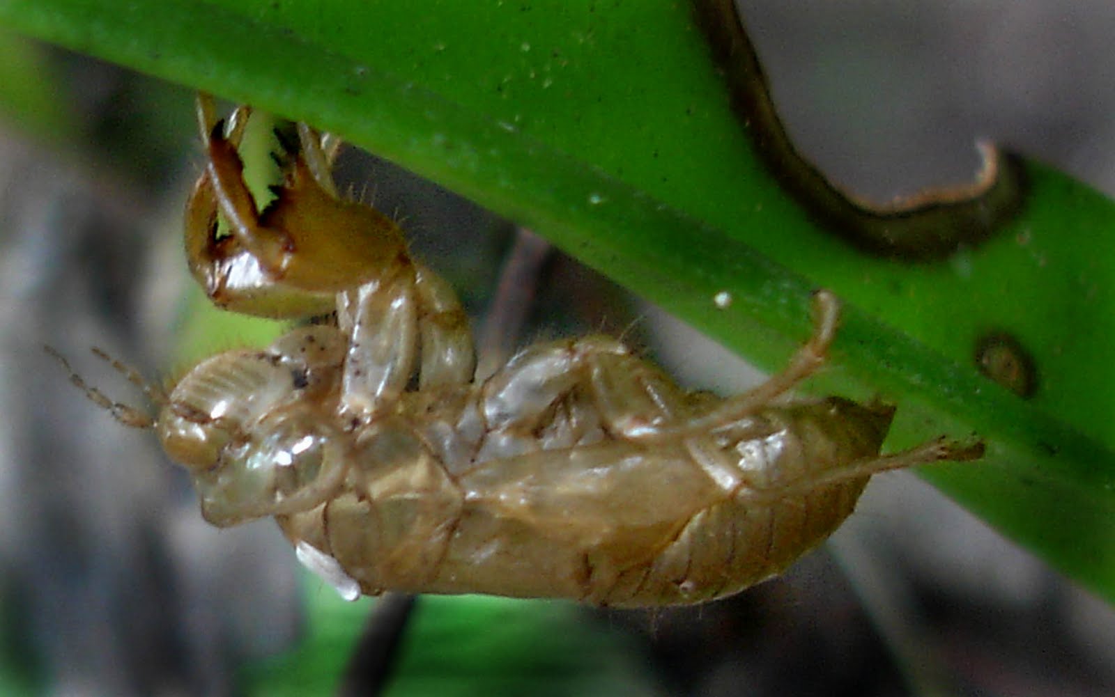 Insects of Kerala: CICADA