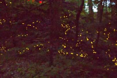 The Smoky Mountain Hiking Blog: Smokies Announces Synchronous Firefly ...