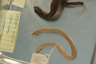 Biology of the Reptilia: Blog Entry 6: Serpentes/Ophidia: Brad and Michele