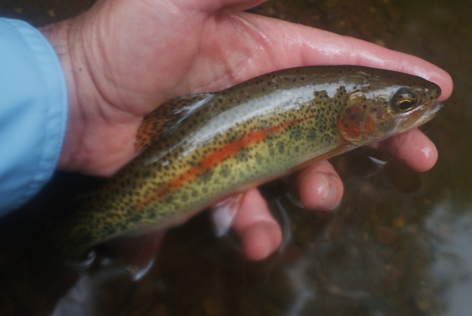 The Search for Native Salmonids: West Virginia Trout Bummin - The Town ...