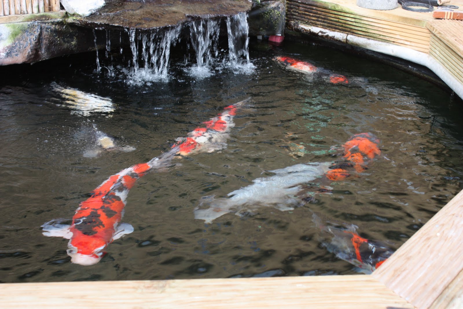 East Yorkshire Koi Society