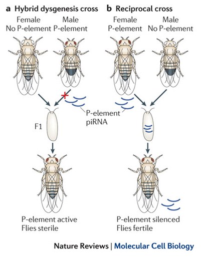 Back Cross dan Persilangan Resiprok