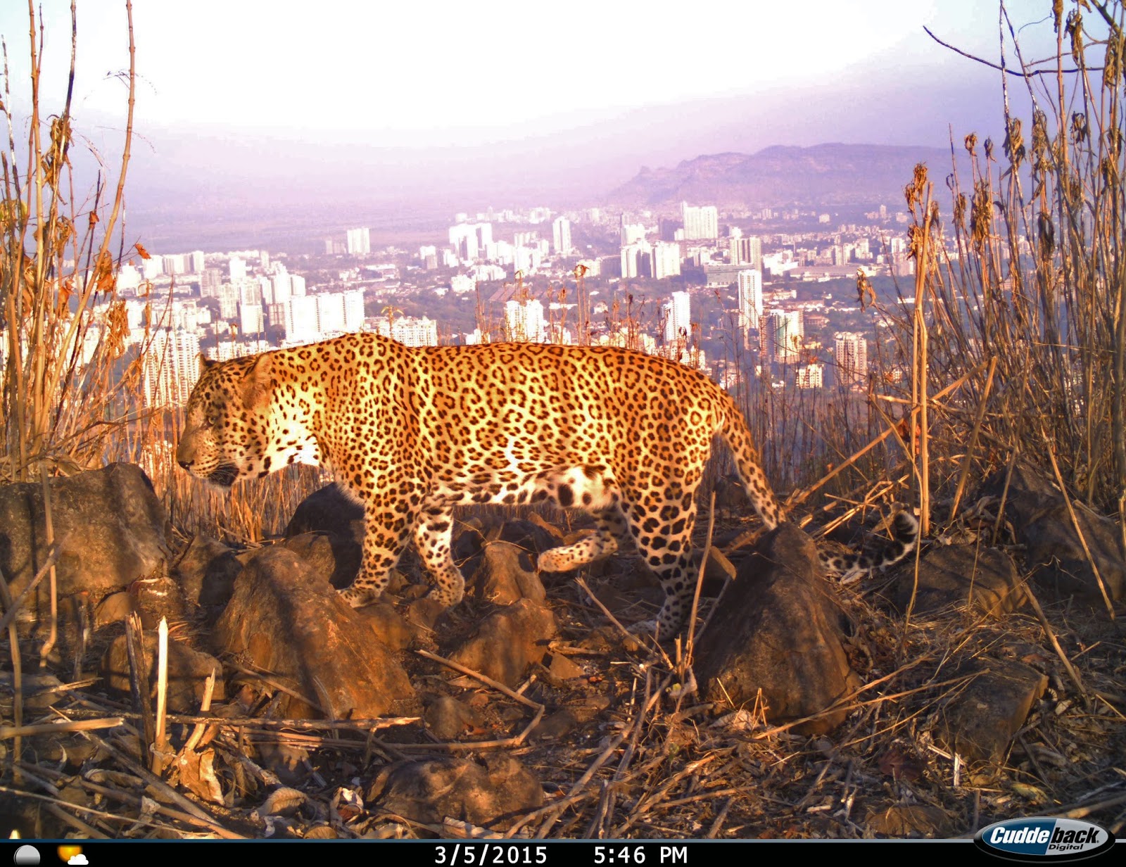 mytravelfootprints: Nikit Surve - the Scatman! Disecting and studying ...