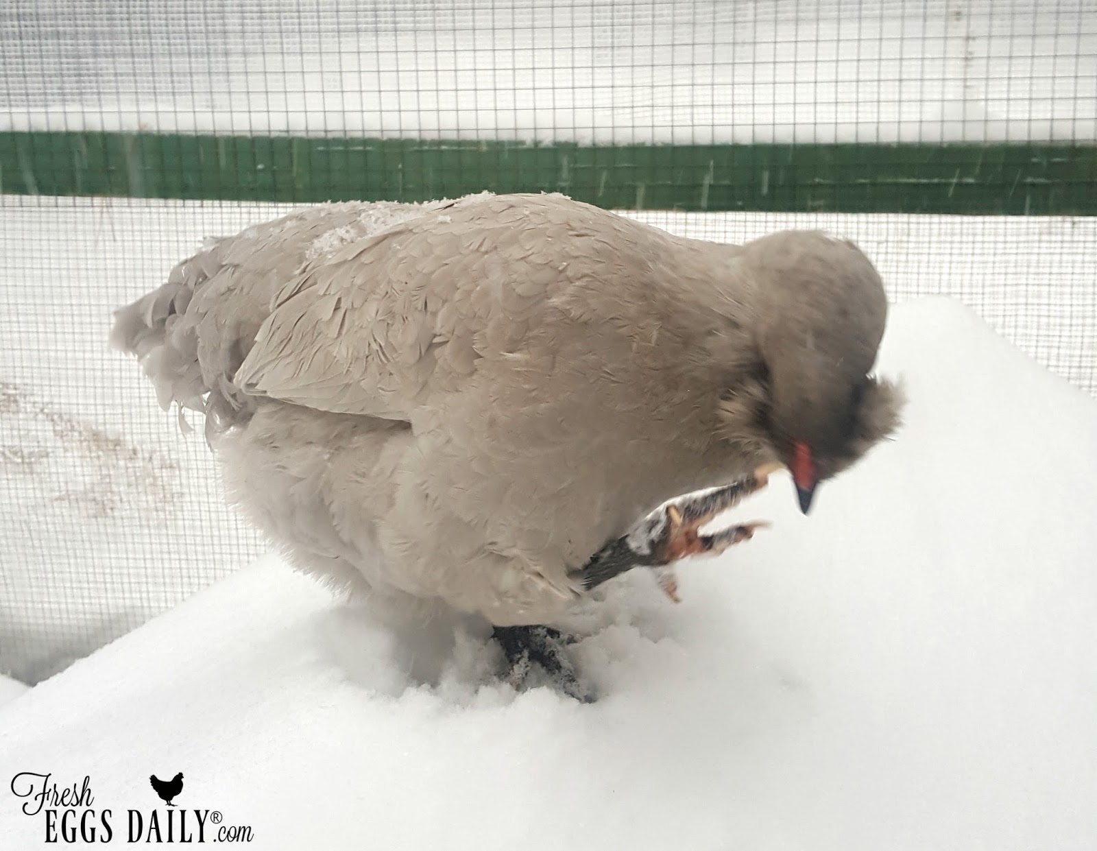 4 Things Your Chickens Need This Winter...and 3 Things They Don't ...