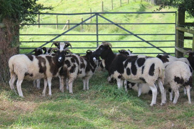 aliwalks : Belton-in-Rutland - Wardley - Ridlington - Belton