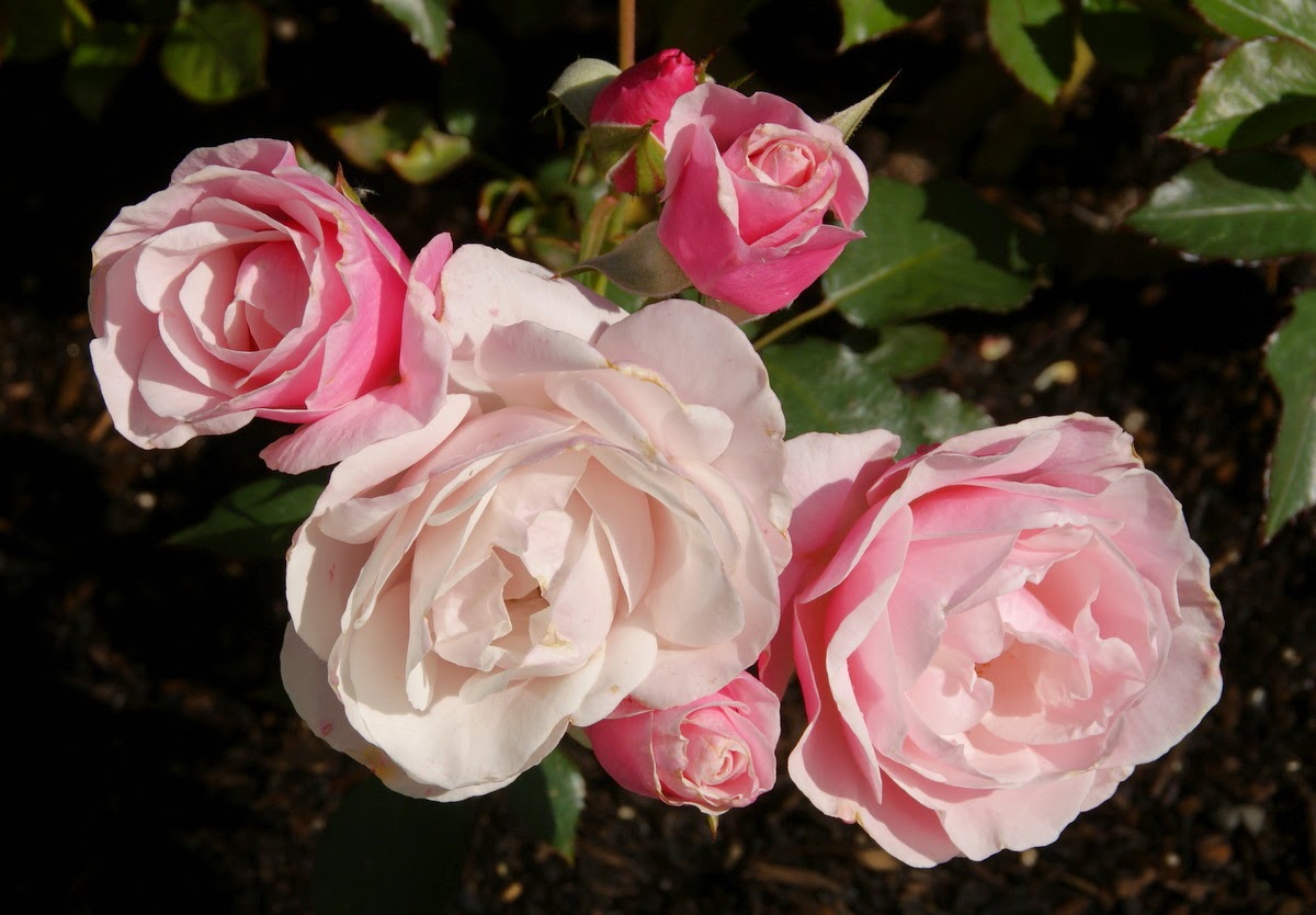Organic Garden Dreams: March Roses