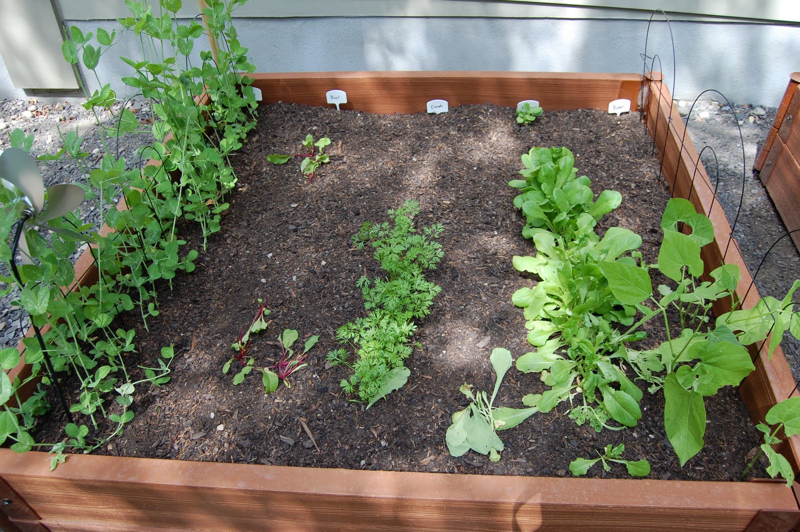 Kid Calgary: My Vegetable Garden- Sprouting and Growing