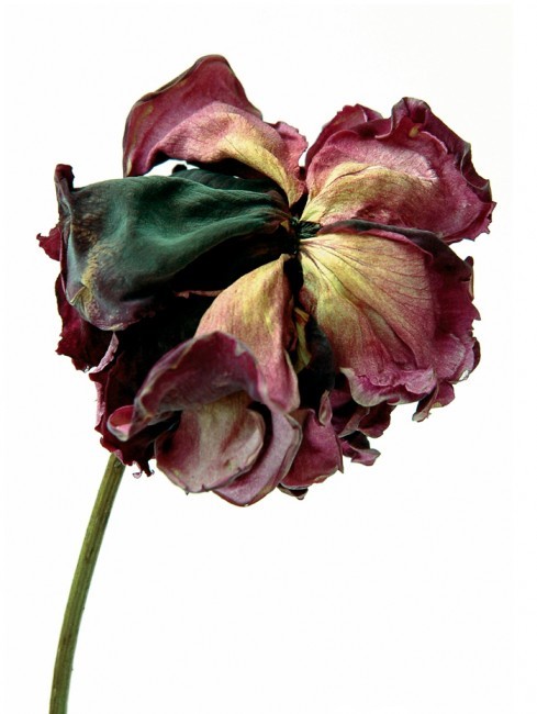 Charlotte's Web: Rachel Levy at Stephanie Hoppen Gallery