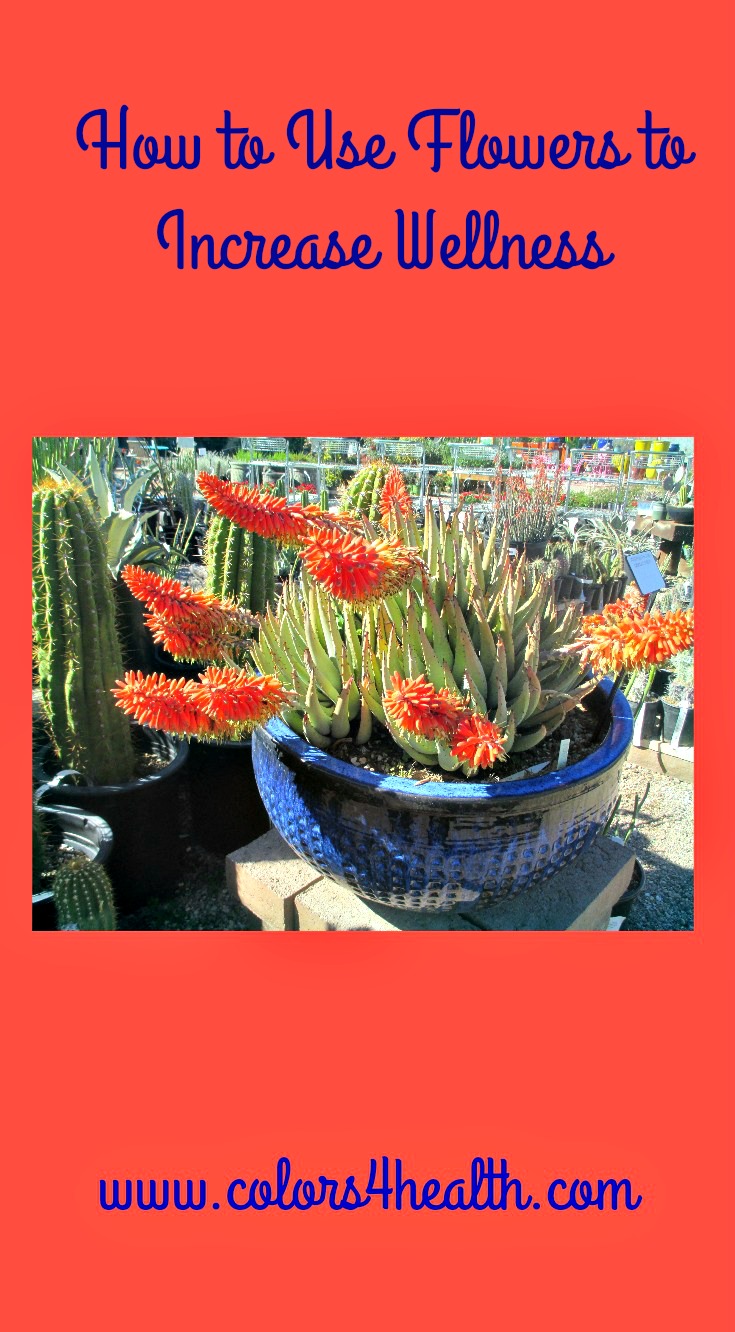 Colors 4 Health: How to Use Flowers and Plants to Increase Wellness