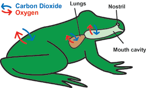 All about Miss Leong: How do frogs breathe through skin?