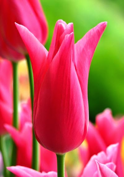 Sweet Tulip ~ Stunning nature