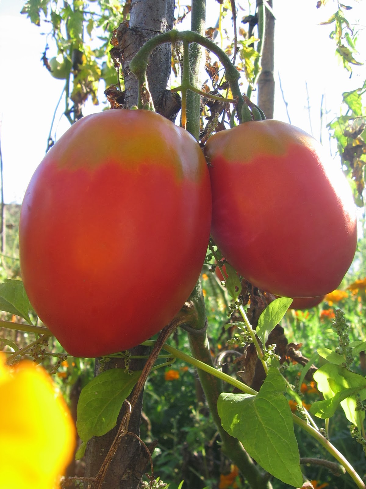 Seminte cultivate cu drag. Seminte Traditionale. Soiuri Romanesti de ...