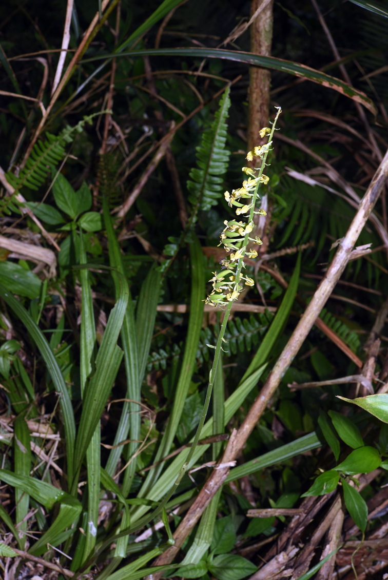 福星花園: 長葉根節蘭