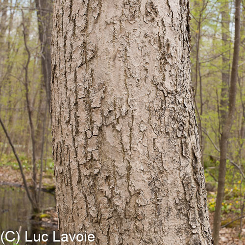Arbres des parcs-nature et boisés de Montréal: Écorce des frênes