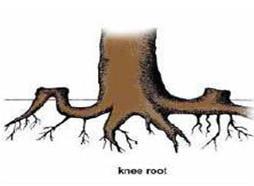 Mangrove “ Bruguera sexangula ” ~ Konservasi Laut