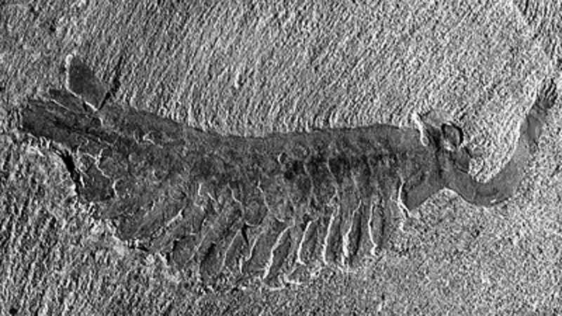Prehistoric Beast of the Week: Opabinia: Prehistoric Animal of the Week