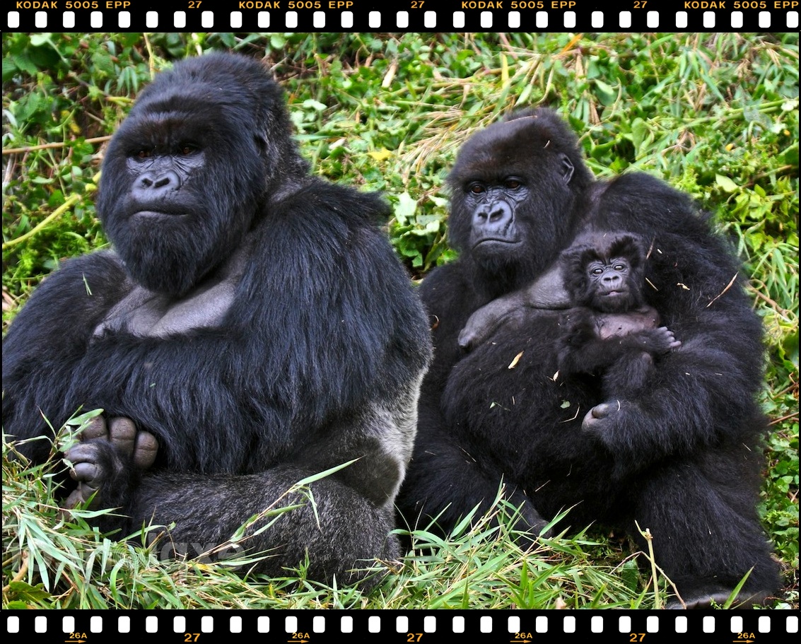 Witty Nity: Gorillas....The Fierce Looking Apes