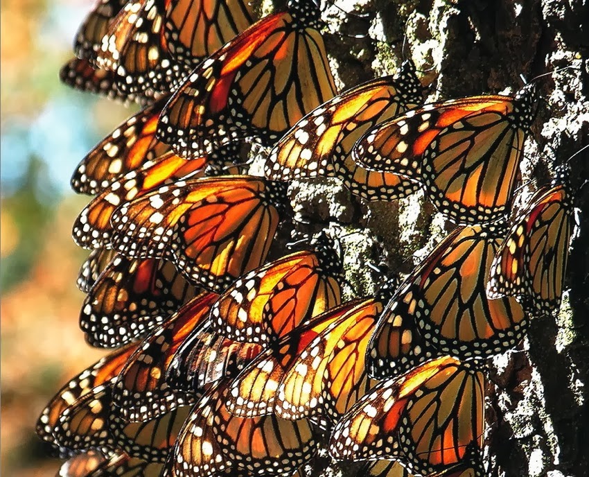 El Reino Animal: MICHOACAN. El Santuario de la mariposa Monarca