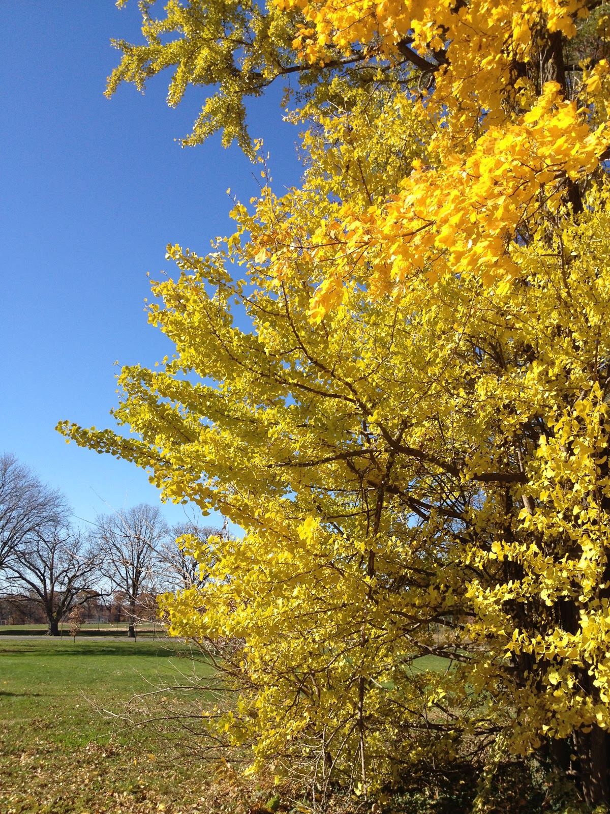 PHILLY TREES: CATCHING COLOR