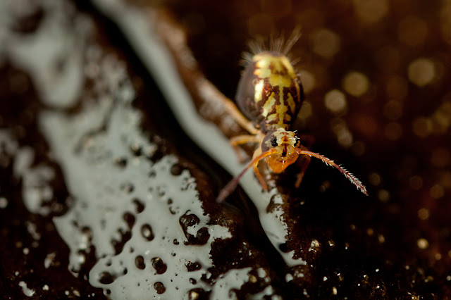 phils photographic adventures: New year Springtails
