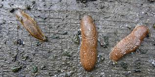 amicidellortodue: LUMACHE e LIMACCE