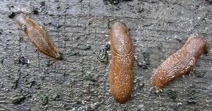 amicidellortodue: LUMACHE e LIMACCE