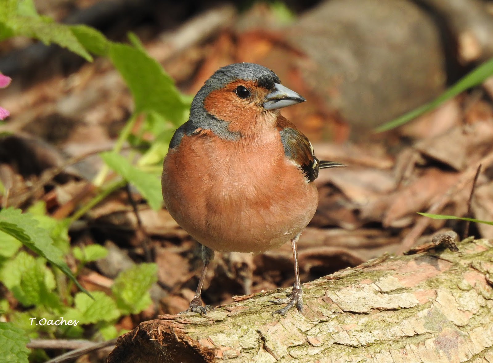 PASARI DIN ROMANIA: CINTEZA, Fringilla coelebs