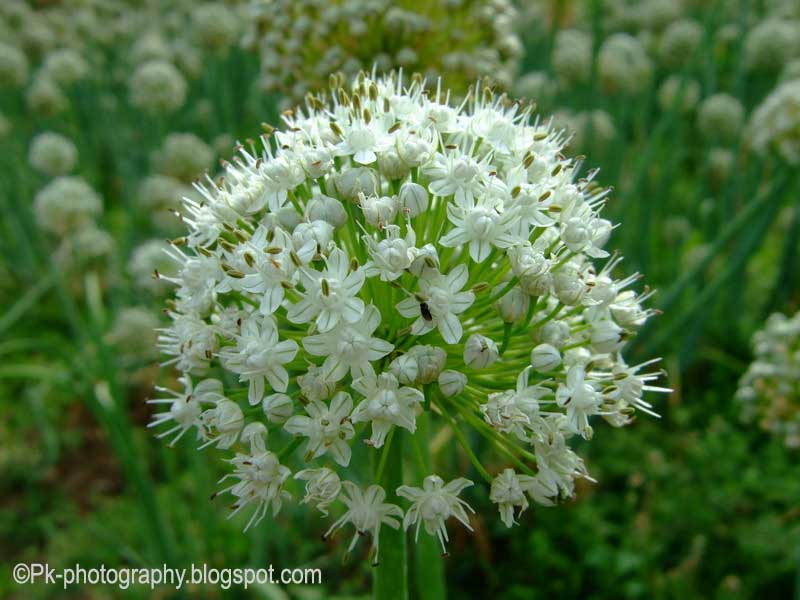 Onion Flowers | Nature, Cultural, and Travel Photography Blog