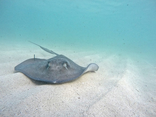Sarasota Marine Organism Identification Guide: Southern Stingray