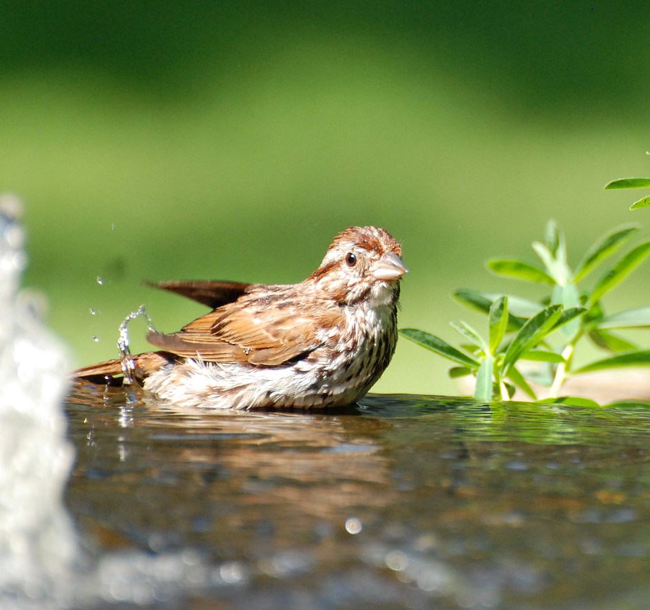 Birding Is Fun!: Fun with Bathing Birds
